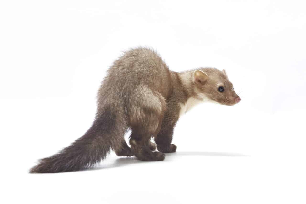 Marderkot erkennen und richtig handeln | K&K